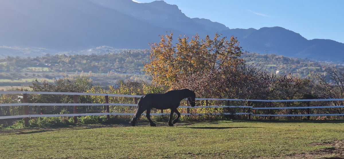 Echitatie – Activitati Brasov